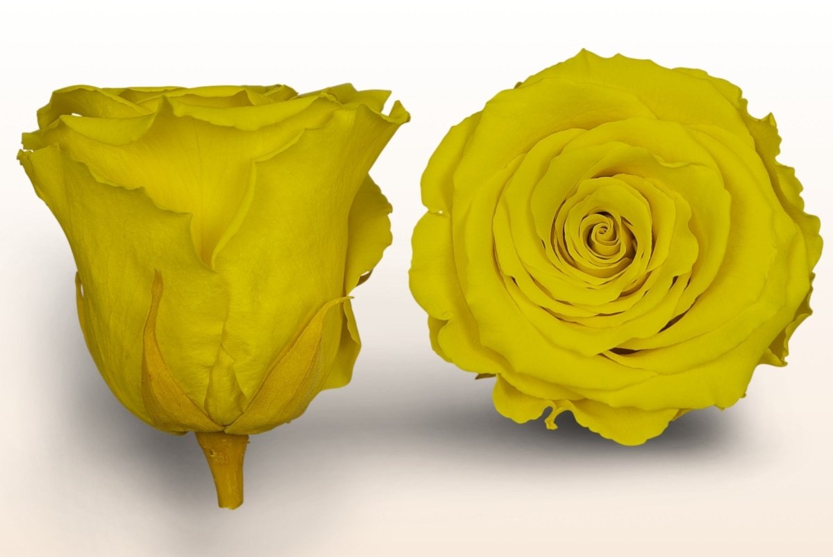 Rose Bltter Gelb