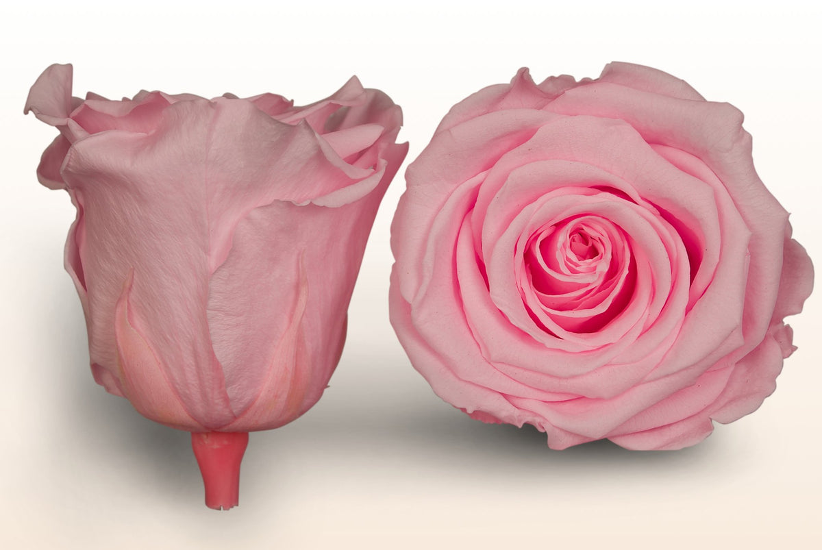 Konservierte Rosen - Dunkelpink – Sweet Colours