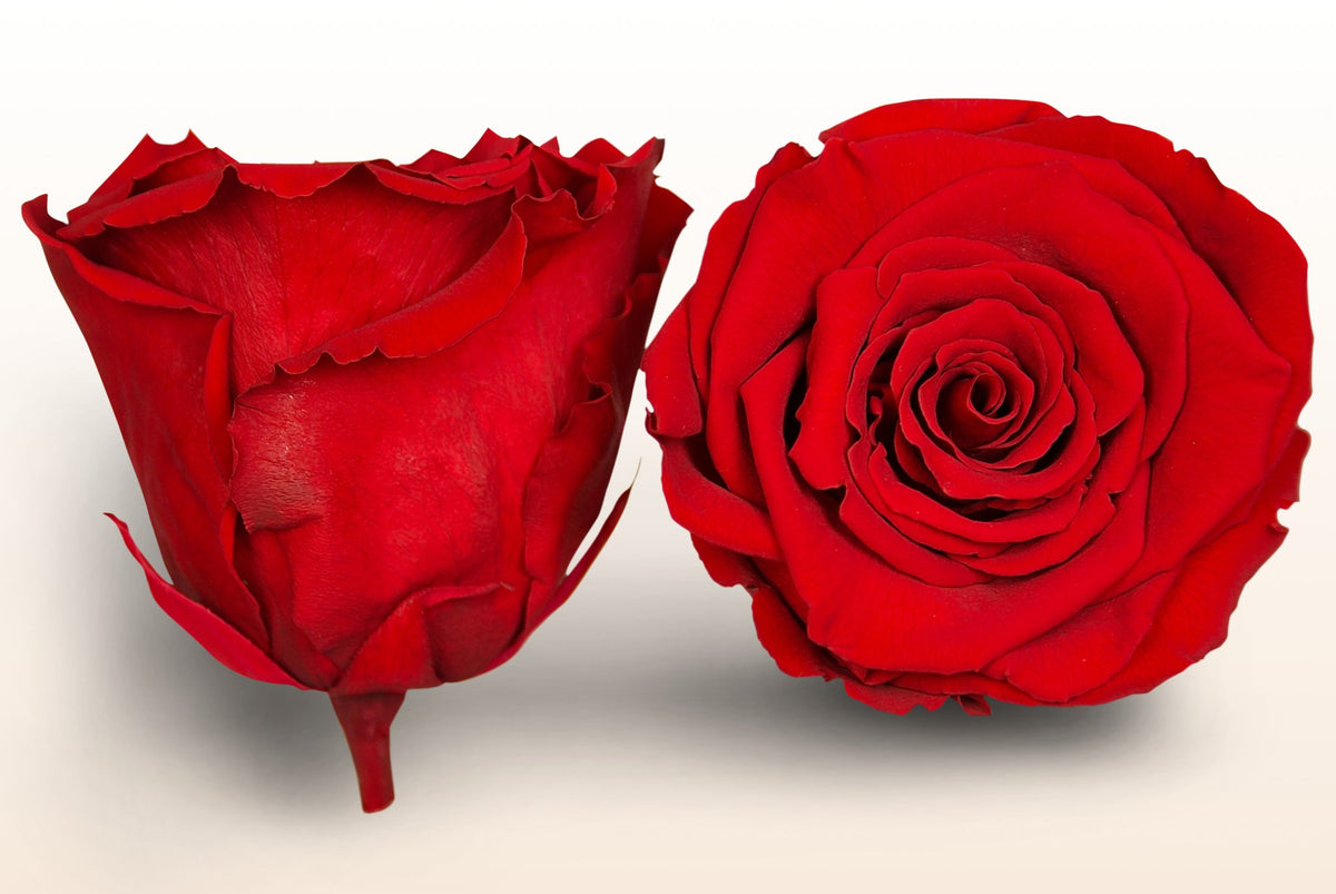 Konservierte Rosen - Rot – Sweet Colours